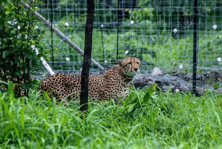 Cheetah May Soon Become An Extinct Animal Due To Climate Change ...