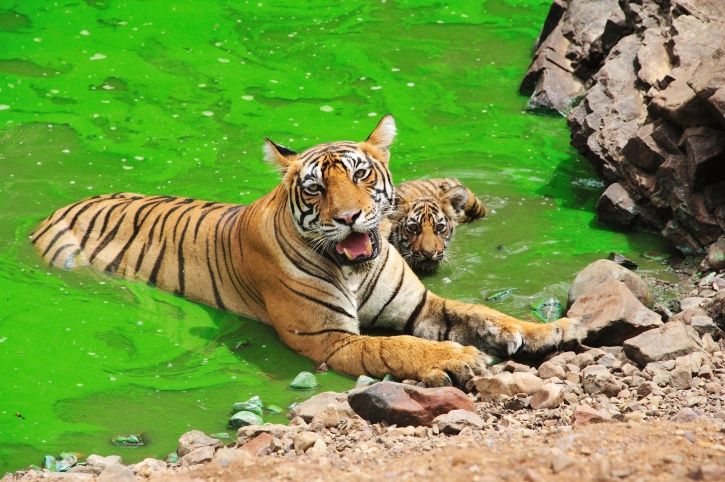 Ranthambhore Roars With Its 67 Tigers, Invites Visitors To The Most ...