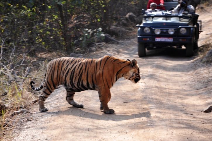 Ranthambhore Roars With Its 67 Tigers, Invites Visitors To The Most ...