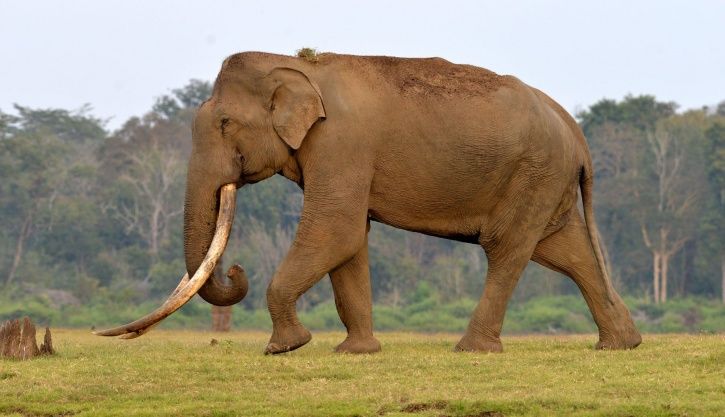 With A Beehive Fence, Kerala Farmers Find A Clever Way To Protect Farms ...