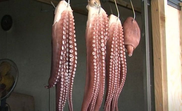 Rabiot The Octopus, Who Predicted Three Of Japan's World Cup Matches ...