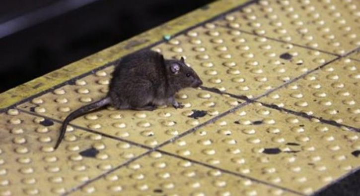 Lawyer Who Spotted Filth & Rat On Train In 2015, Finally Gets Rs 19,000 ...