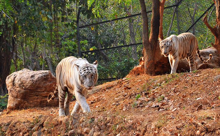 Govt Wants To Control Your Room Temperature, Bihar Tiger Sanctuary, And ...