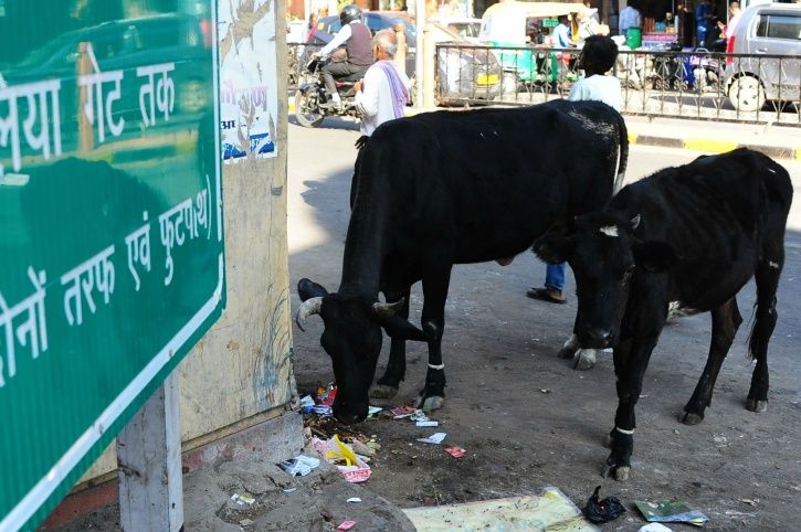 Want To Drink Liquor In Rajasthan? Be Ready To Pay Cow Cess