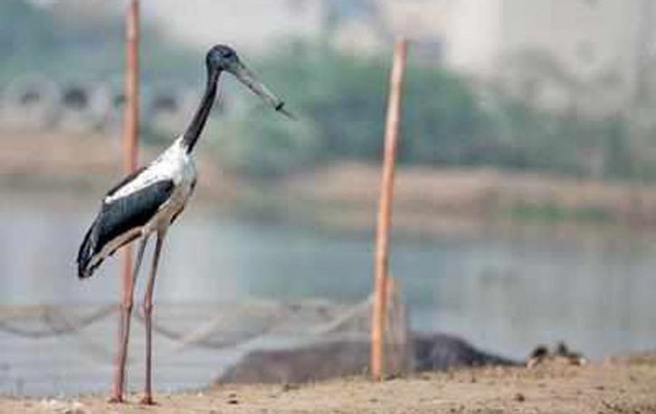 Rescuers Successfully Save Starving Bird That Was Found With Rubber ...