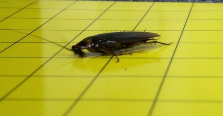 Man Tries To Burn All Cockroaches At His House, Ends Up Exploding The ...