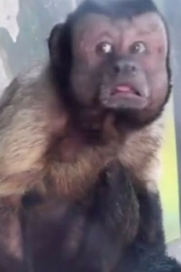 This Monkey Has Not Face-Swapped, It Really Does Have A Human Face & It ...