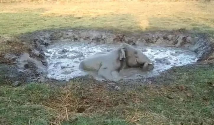 Elephant Dramatically Rescued After Getting Stuck In A Swamp And ...