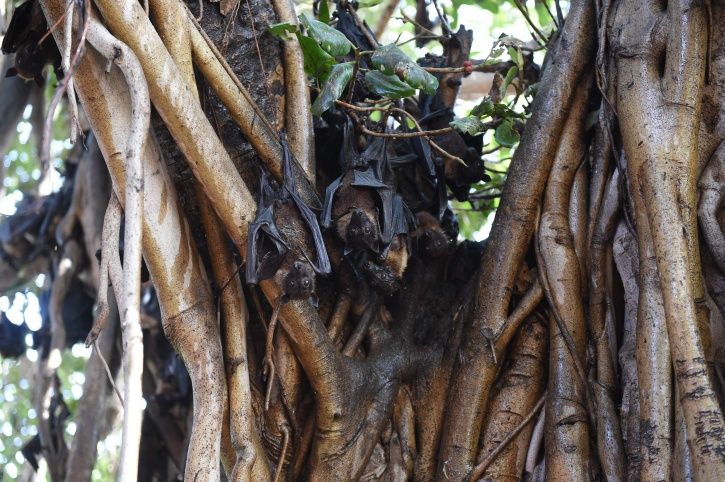 Nipah Mystery Deepens, Fruit Bats Not The Reason Behind Spread Of The ...
