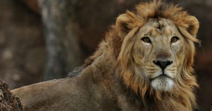 Govt Allows Limestone Mining Near Gir Lion Sanctuary, But What About ...