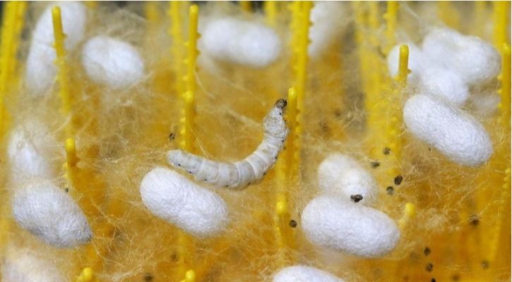 Scientists Are Learning To Use Silk To Disinfect Wounds, Heal Bones ...