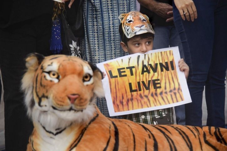 Tigress Avni Shot Dead From Close Range. She Leaves Behind Two Cubs & A ...