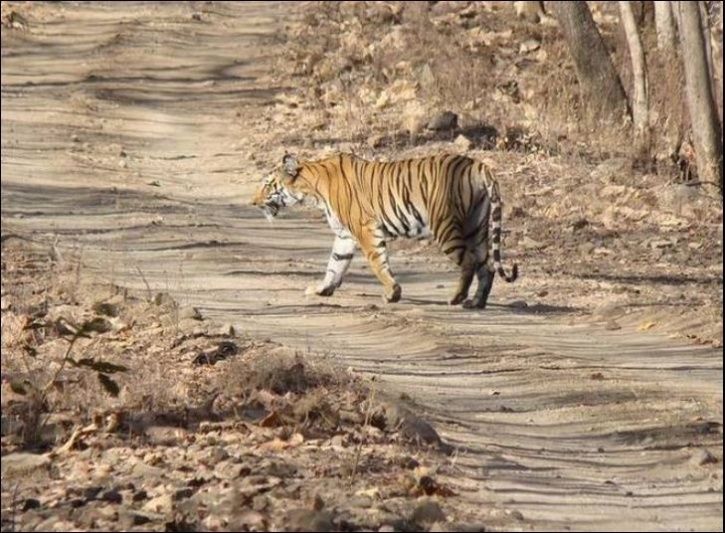 Here’s Why People Want To Urgently Stop The Hunt For ‘Man-Eater ...