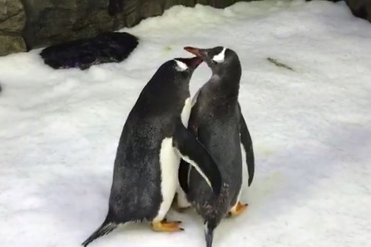 This 'Gay' Penguin Couple Just Had Their First Baby In Australia!
