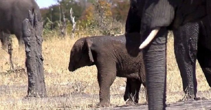 Baby Elephant Trotting About Without A Trunk In South African Jungles ...