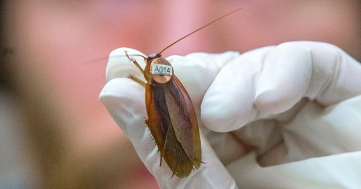 Indian-Origin Scientist Devises Cyborg Cockroach That Can Find People ...