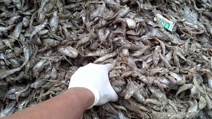 Ganpati Visarjan: Thousands Of Dead Turtles, Fish And Water Snakes ...