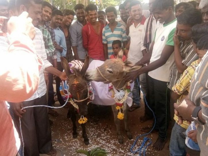 Mysuru Villagers Calm Down A Violent Donkey By Getting It Married ...