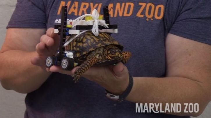 Watch This Turtle Roam Around In Its Own Tiny Wheelchair Made Of LEGOs!