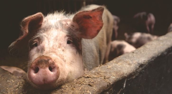 Scientists Revive Brain Cells In Pigs Hours After They Died, And It ...