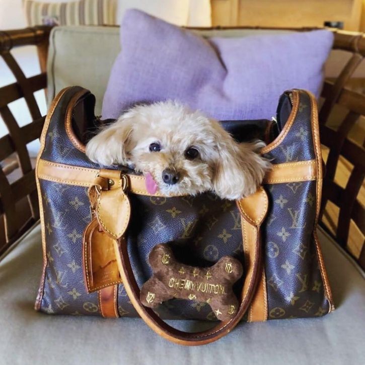Oddly Obsessed: These Rich Dogs Of Instagram Are Living A More Lavish ...