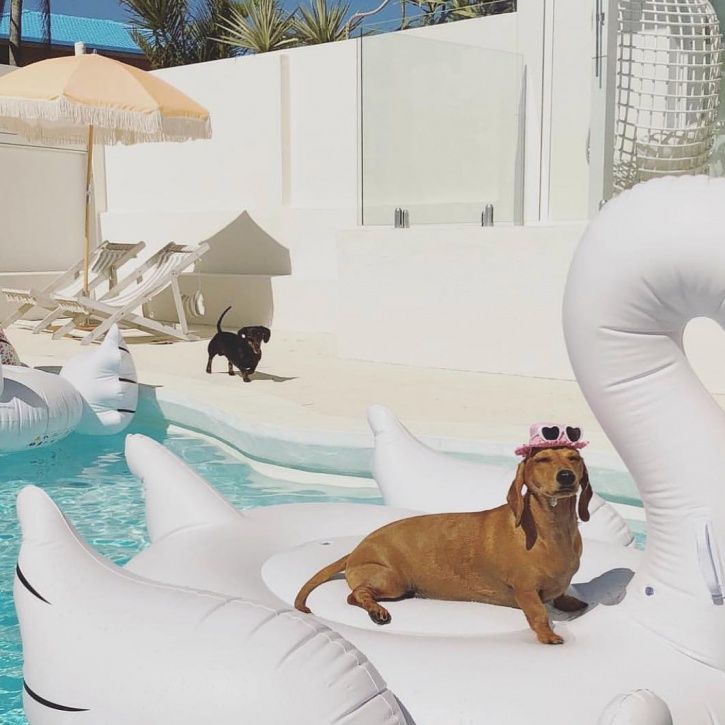 Oddly Obsessed: These Rich Dogs Of Instagram Are Living A More Lavish ...
