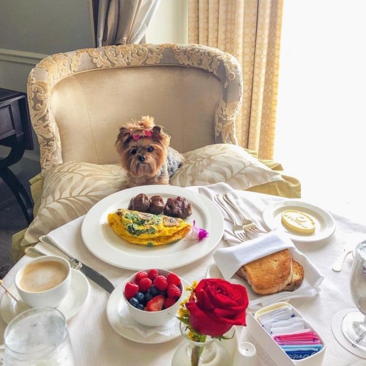Oddly Obsessed: These Rich Dogs Of Instagram Are Living A More Lavish ...