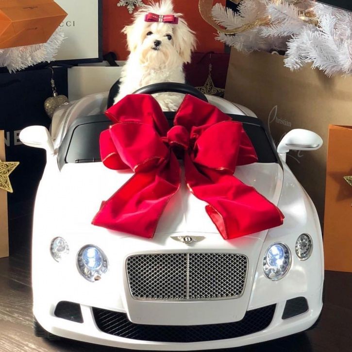 Oddly Obsessed: These Rich Dogs Of Instagram Are Living A More Lavish ...