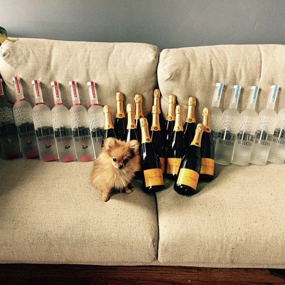 Oddly Obsessed: These Rich Dogs Of Instagram Are Living A More Lavish ...
