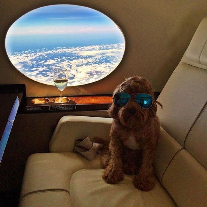 Oddly Obsessed: These Rich Dogs Of Instagram Are Living A More Lavish ...