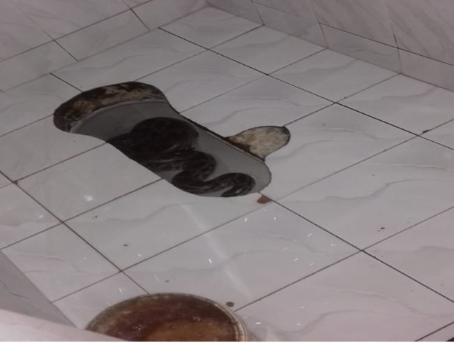 Mumbai Man Who Went To Relieve Himself In Loo Finds A 7-Ft Long Rock ...