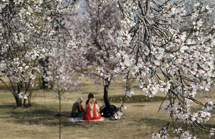 15 Places To See Beautiful Photos Of Spring Super Bloom Around The World