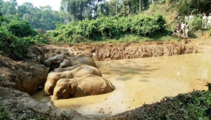 Herd Of Five Elephants Including A Calf Get Stuck In A Pond In ...