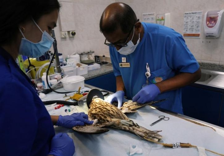A Sneak Peek Inside The World's Largest Falcon Hospital In Abu Dhabi