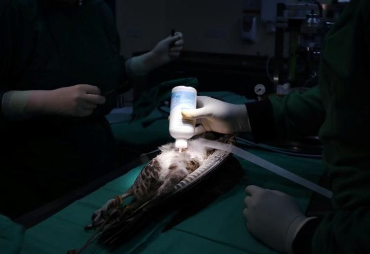 A Sneak Peek Inside The World's Largest Falcon Hospital In Abu Dhabi