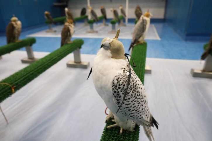 A Sneak Peek Inside The World's Largest Falcon Hospital In Abu Dhabi