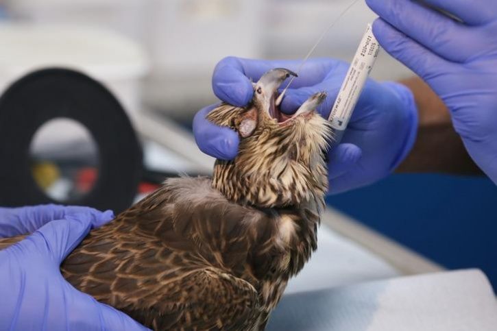 A Sneak Peek Inside The World's Largest Falcon Hospital In Abu Dhabi