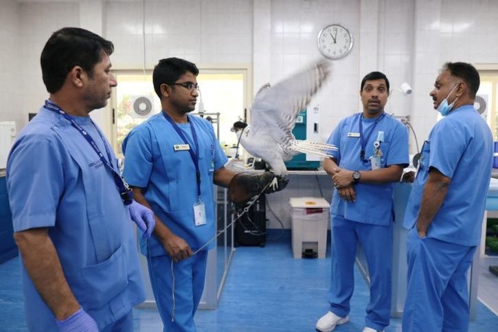 A Sneak Peek Inside The World's Largest Falcon Hospital In Abu Dhabi