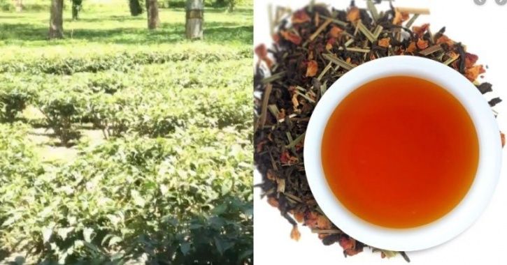 'Golden Butterfly' Tea From Assam Tea Estate Breaks Record, Sells For ...