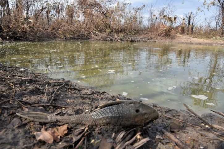 Climate Change May Severely Impact Over 150 Native Fish Species In ...