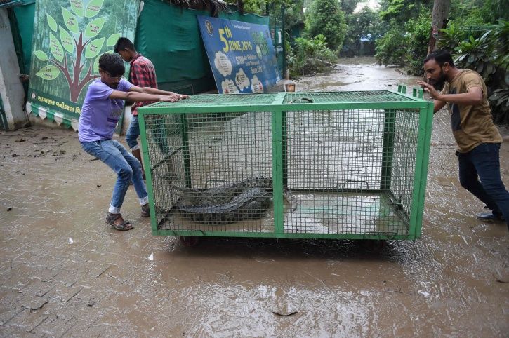 More Than 50 Crocodiles Rescued From Flash Floods In Gujarat After Water Enters Their Habitat