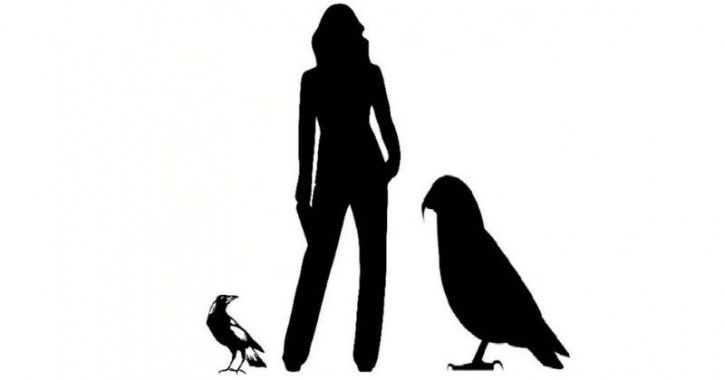 Researchers Dig Up 19 Million Year Old Giant Parrot, Which Weighed 7 Kg ...