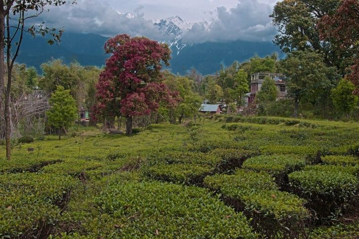 8 Reasons Why You Should Visit Palampur, A Tiny Paradise Nestled In The ...
