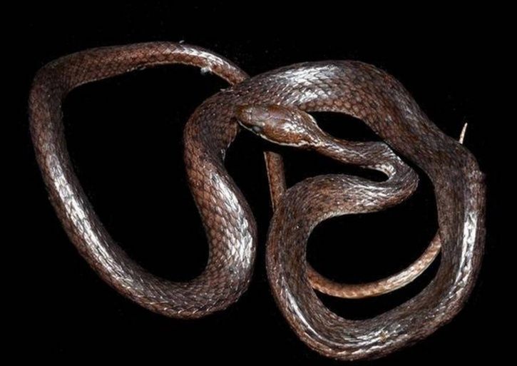 Researchers Happy After Discovering New Species Of Reptiles, Name It ...