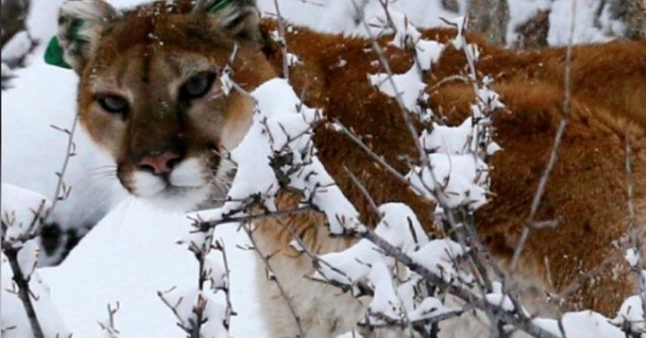 Trail Runner Attacked By A Mountain Lion Killed It With His Bare Hands & Lived To Tell The Tale