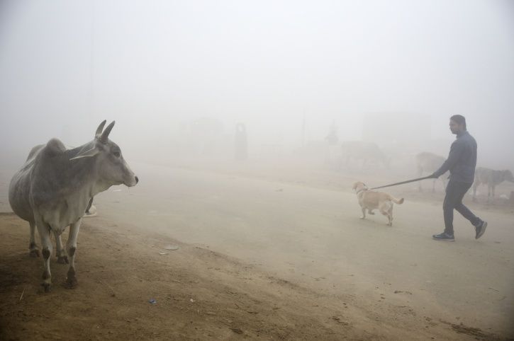 Stray Cattle Menace Continues To Rise In UP As Cops Closing Cases ...