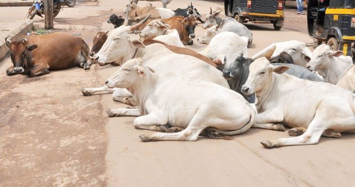 Rajasthan Govt Will Felicitate People On Republic Day For Adopting ...