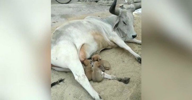 Video Of A Cow Feeding Four Orphaned Puppies Is The Best Thing You Can ...