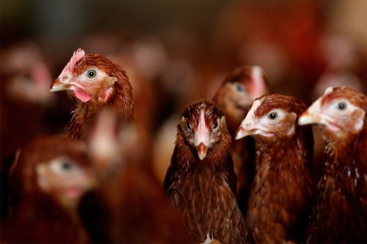 Eggs From These Genetically-Modified Chickens Could Be A Cure For ...