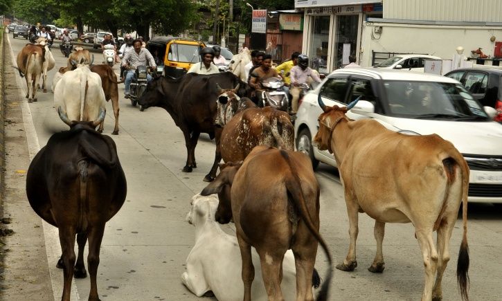 Amid Growing Public Anger Over Stray Cows, Officials Are Busy Trying To ...
